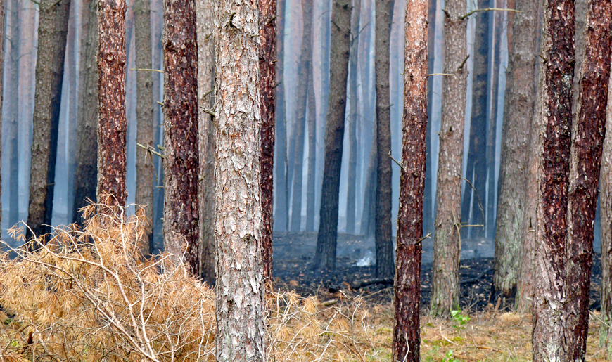 Waldbrandschutz - Wald-MV